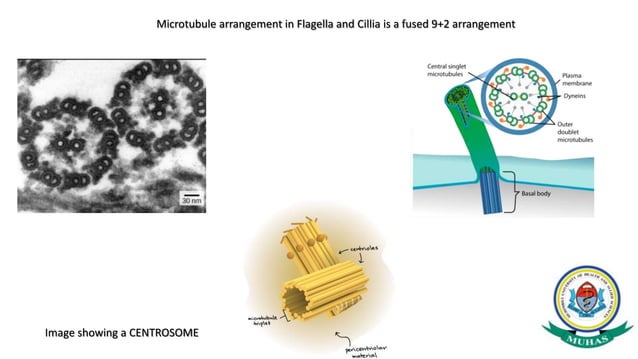 THE CYTOSKELETON AND ITS APPLICATION IN CANCER , CELL GROWTH AND ...