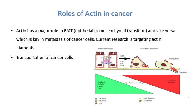 THE CYTOSKELETON AND ITS APPLICATION IN CANCER , CELL GROWTH AND ...