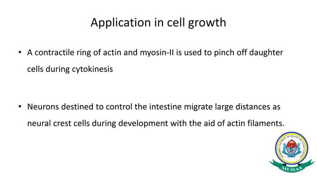 THE CYTOSKELETON AND ITS APPLICATION IN CANCER , CELL GROWTH AND ...