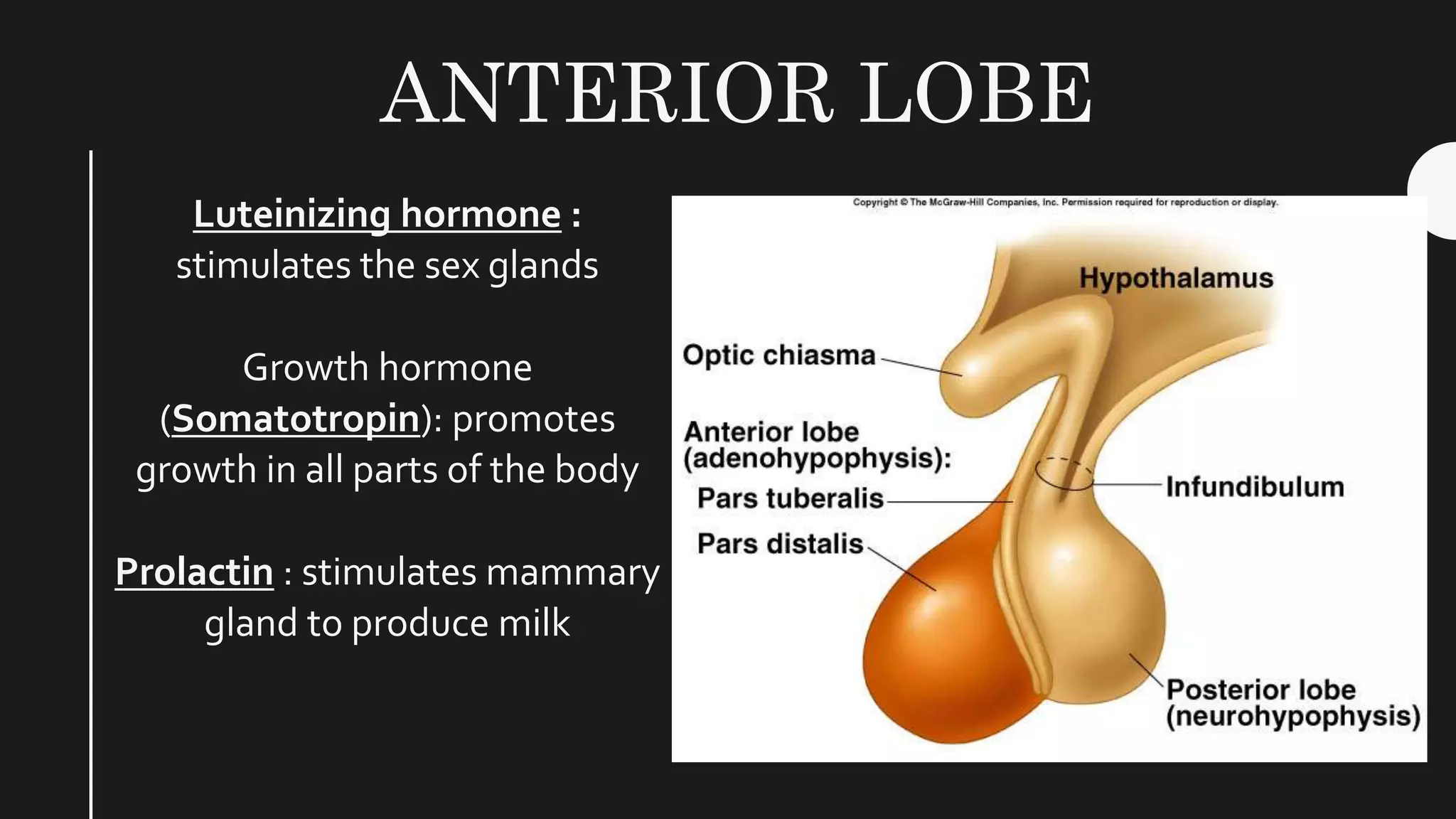 The Endocrine System | PPTX