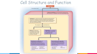 Introduction of physiology - 2 | PPTX