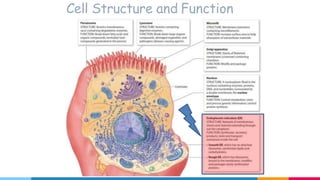 Introduction of physiology - 2 | PPTX