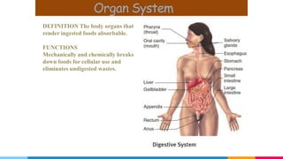 Organ System Definition