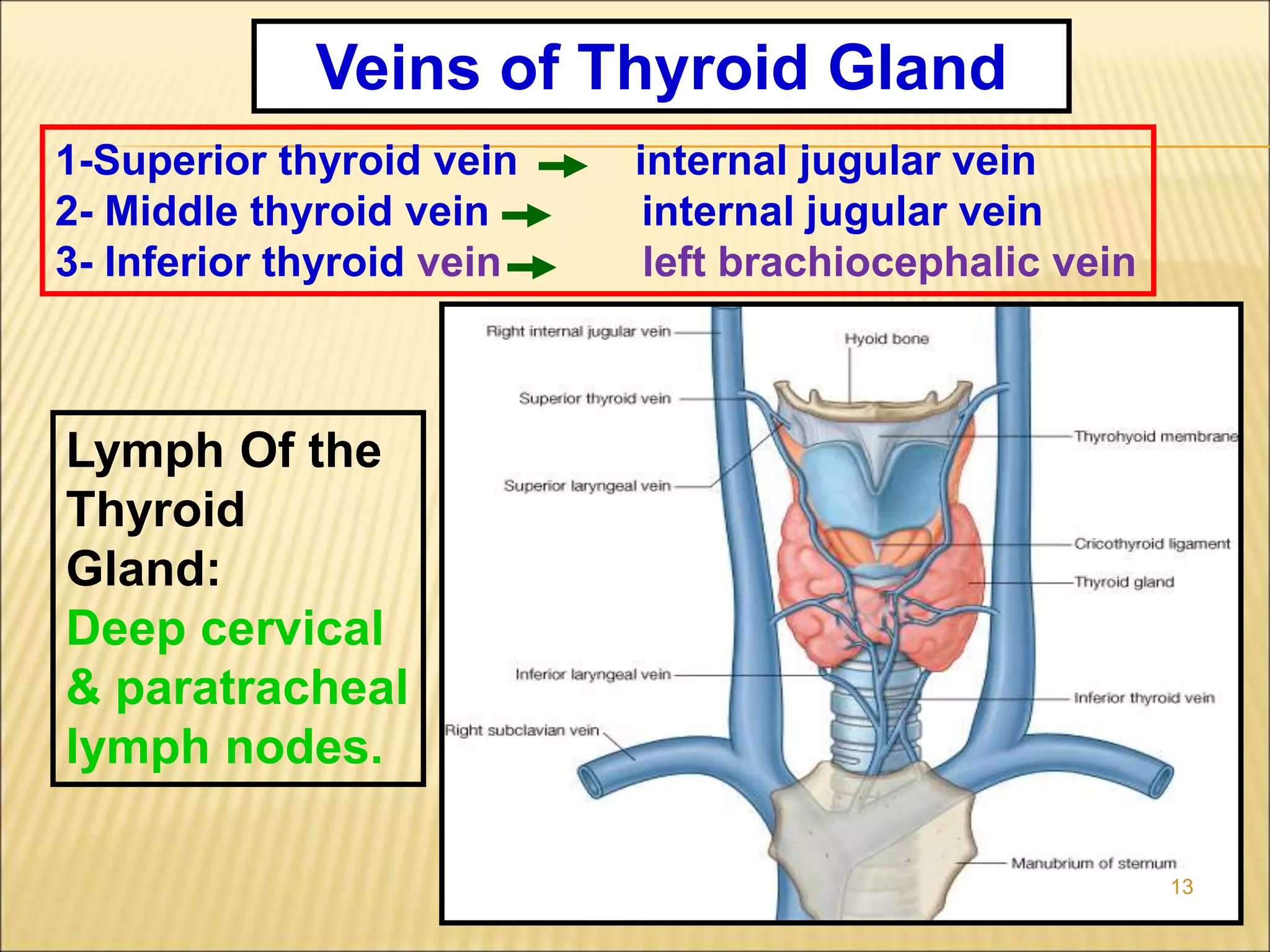 Thyroid & Parathyroid gland anatomy .ppt
