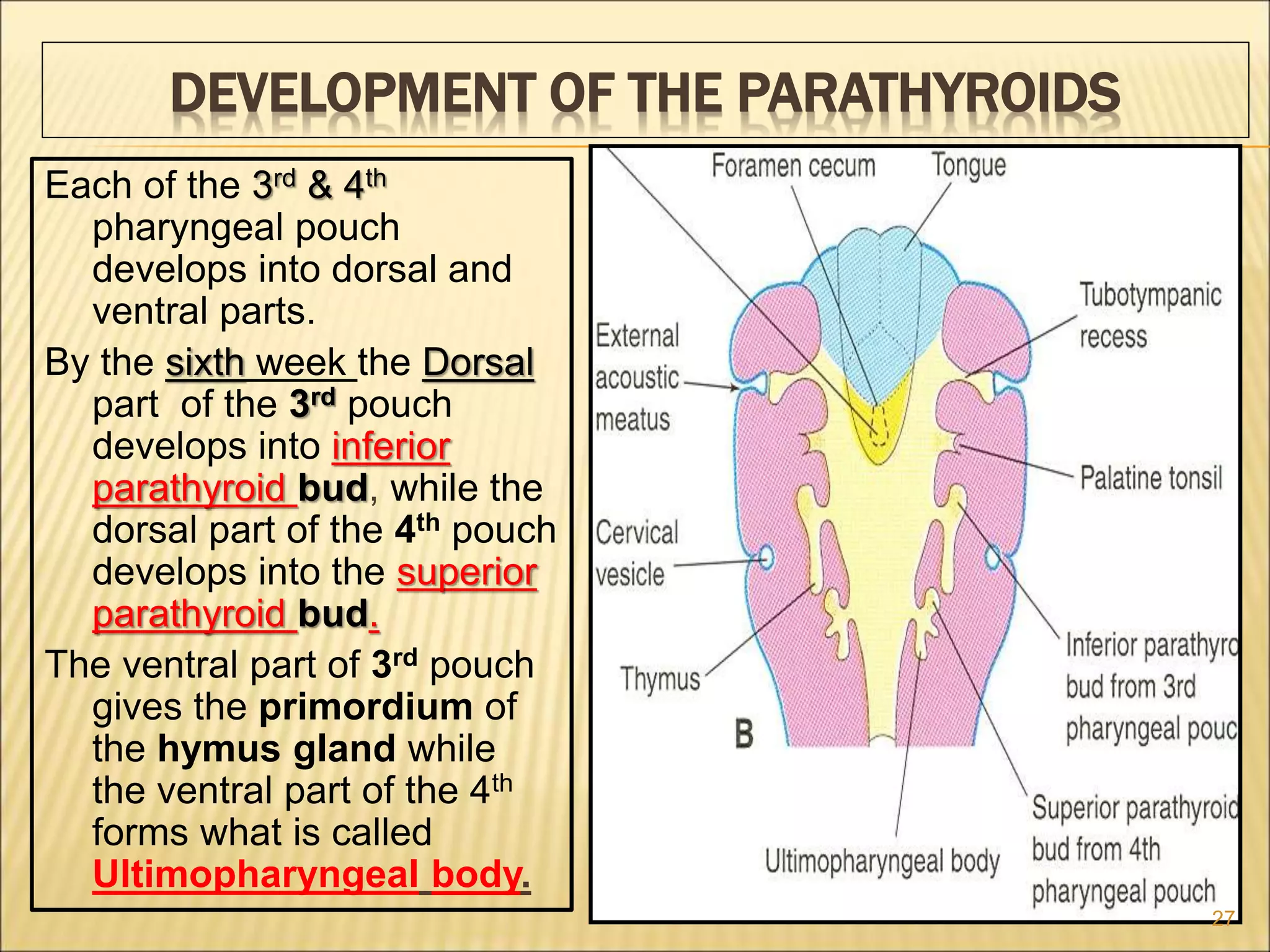 Thyroid & Parathyroid gland anatomy .ppt