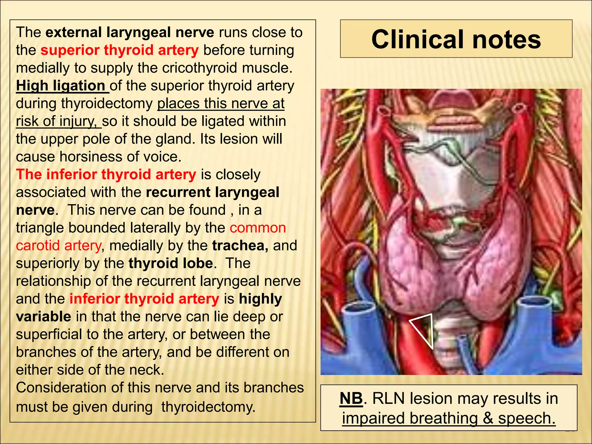 Thyroid & Parathyroid gland anatomy .ppt