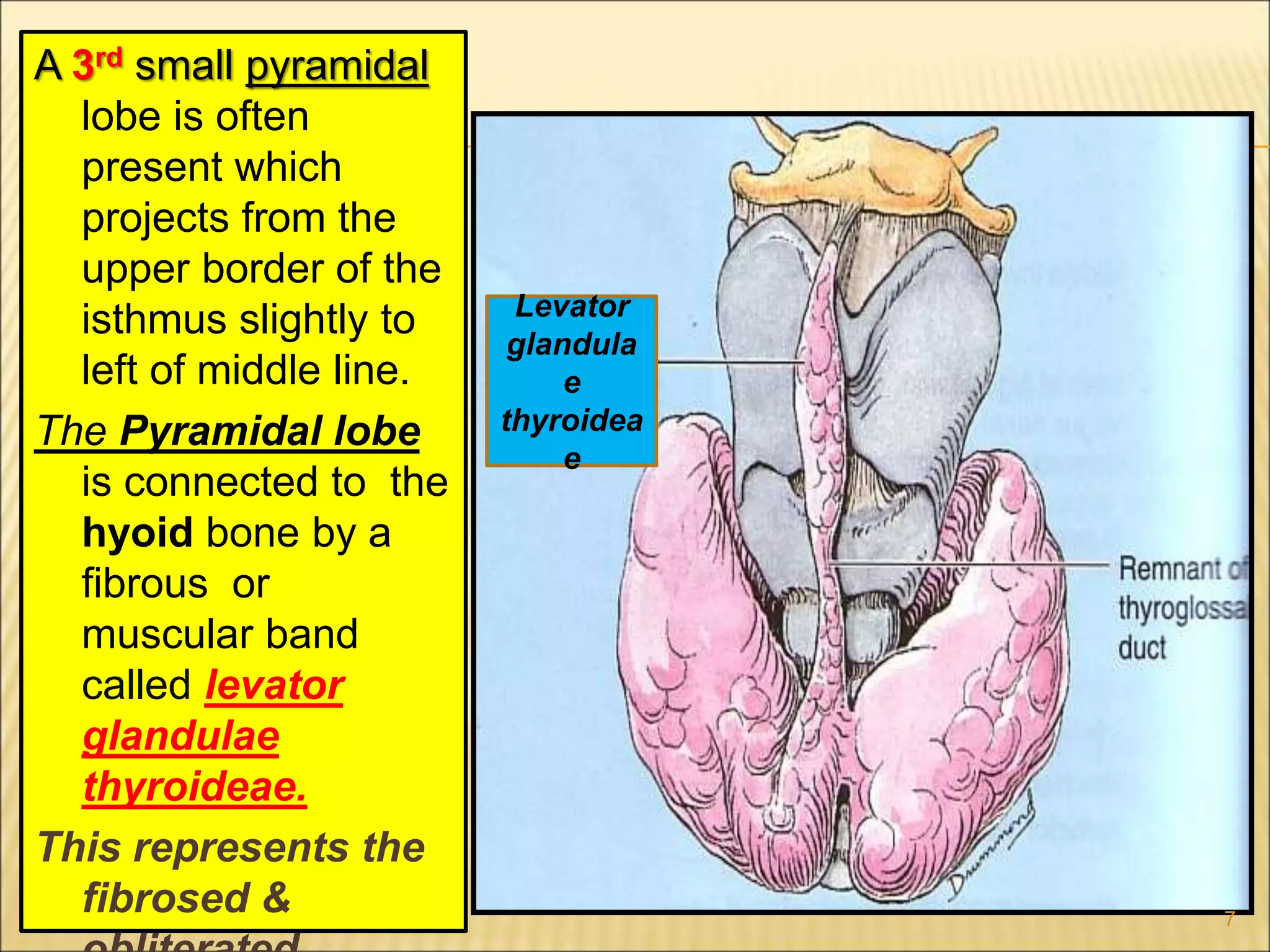 Thyroid & Parathyroid gland anatomy .ppt