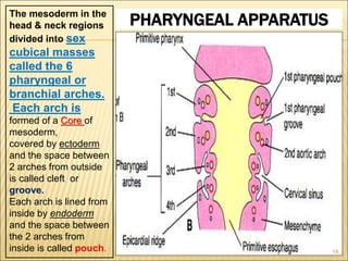Thyroid & Parathyroid gland anatomy .ppt