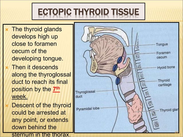 Thyroid & Parathyroid gland anatomy .ppt