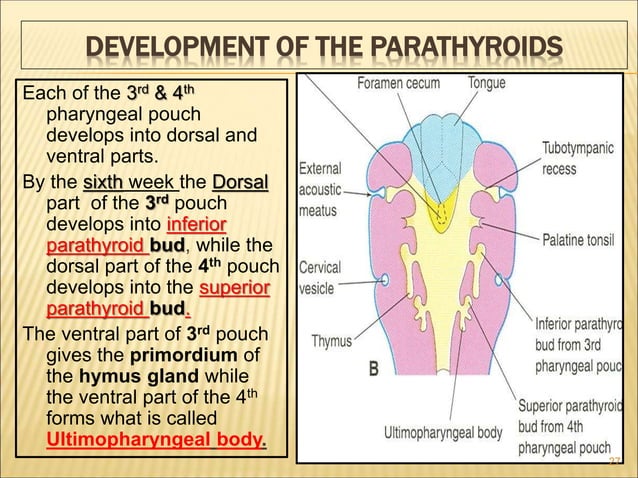 Thyroid & Parathyroid gland anatomy .ppt
