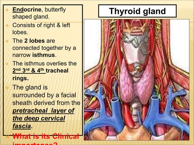 Thyroid & Parathyroid gland anatomy .ppt