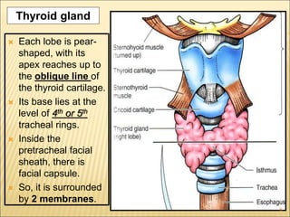Thyroid & Parathyroid gland anatomy .ppt