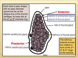 Thyroid & Parathyroid gland anatomy .ppt
