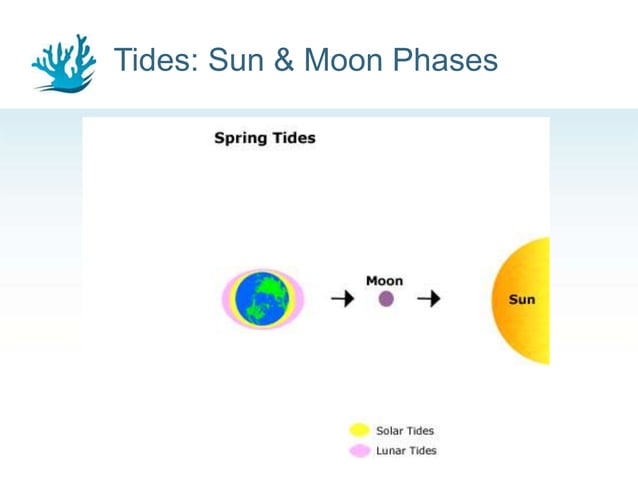 Tides in the Pacific - Tide Calendars and how to read them | PPT