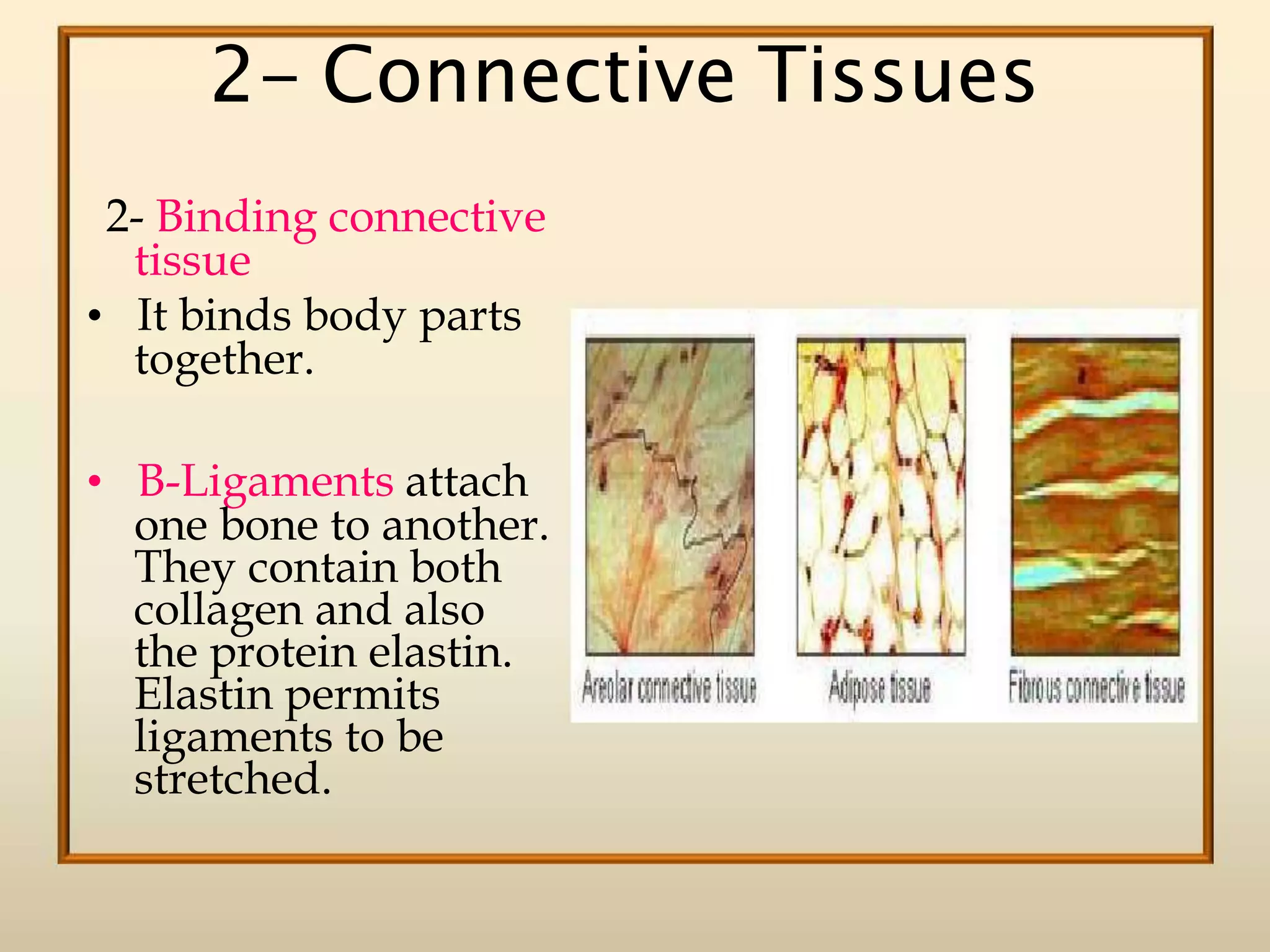2-Tissue Types.pptx
