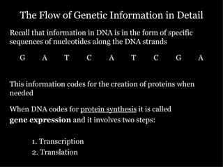 DNA Transcription And Translation | PPT
