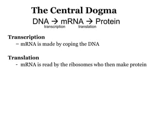 DNA Transcription And Translation | PPT