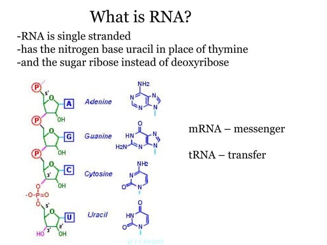 DNA Transcription And Translation | PPT | Programming Languages | Computing