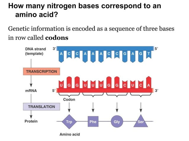 DNA Transcription And Translation | PPT | Programming Languages | Computing