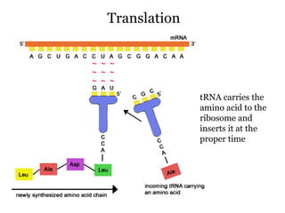 DNA Transcription And Translation | PPT