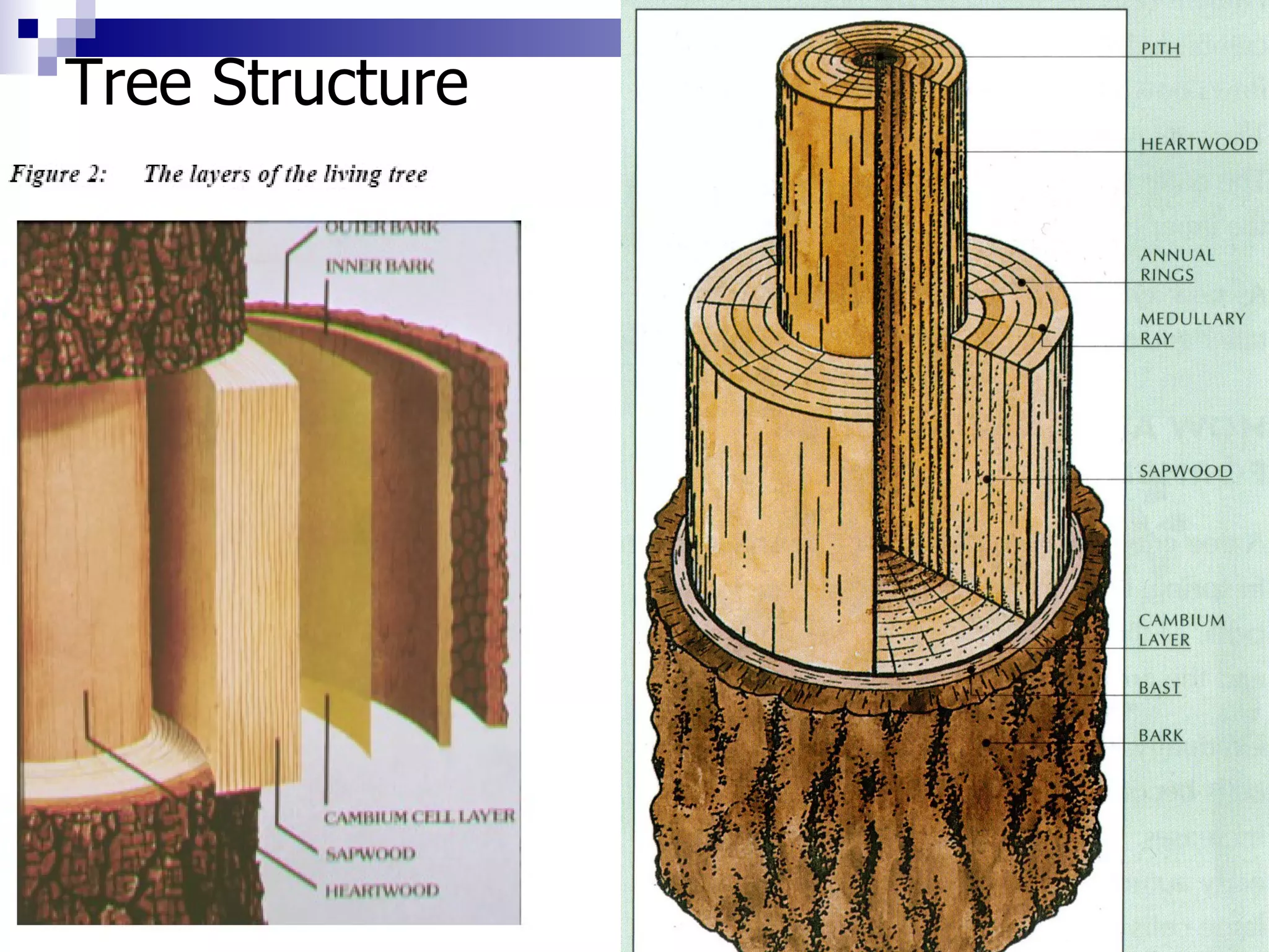 2. tree growth & structure | PPT