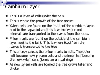 2. tree growth & structure | PPT