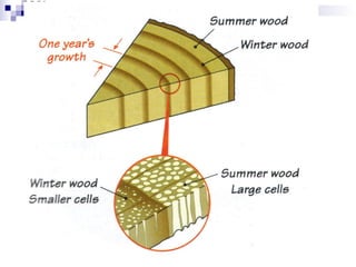 2. tree growth & structure | PPT