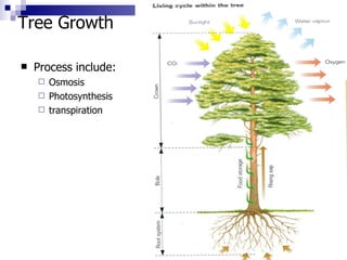 2. tree growth & structure | PPT