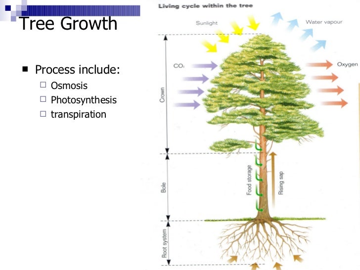 2. tree growth & structure
