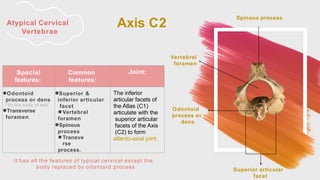 2- notes for Vertebraenewcurriculum.pptx