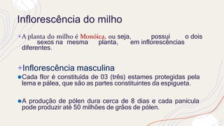 Cultura do milho | PPTX