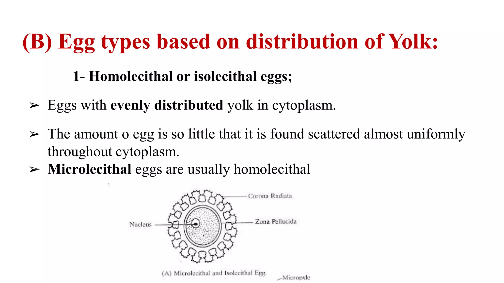 Amount and distribution of yolk and types of egg | PPTX