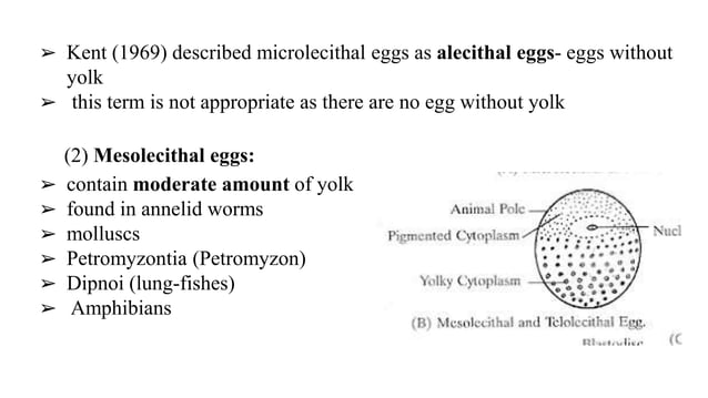 Amount and distribution of yolk and types of egg | PPTX