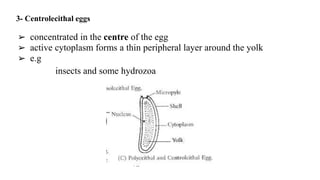 Amount and distribution of yolk and types of egg | PPTX