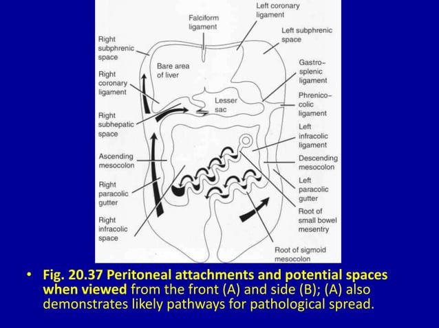 20 DAVID SUTTON PICTURES THE SMALL BOWEL AND PERITONEAL CAVITY | PPT