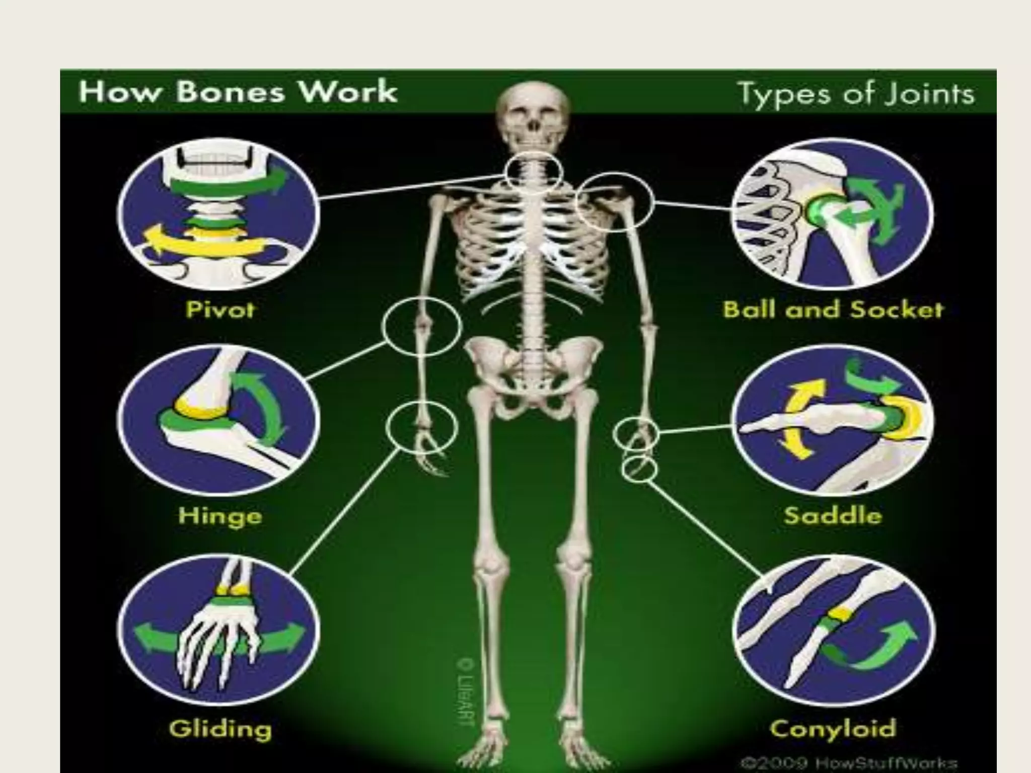 20.Locomotion and Movement | PPTX