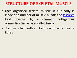 20.Locomotion and Movement | PPTX