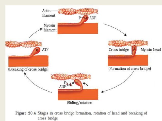 20.Locomotion and Movement | PPTX