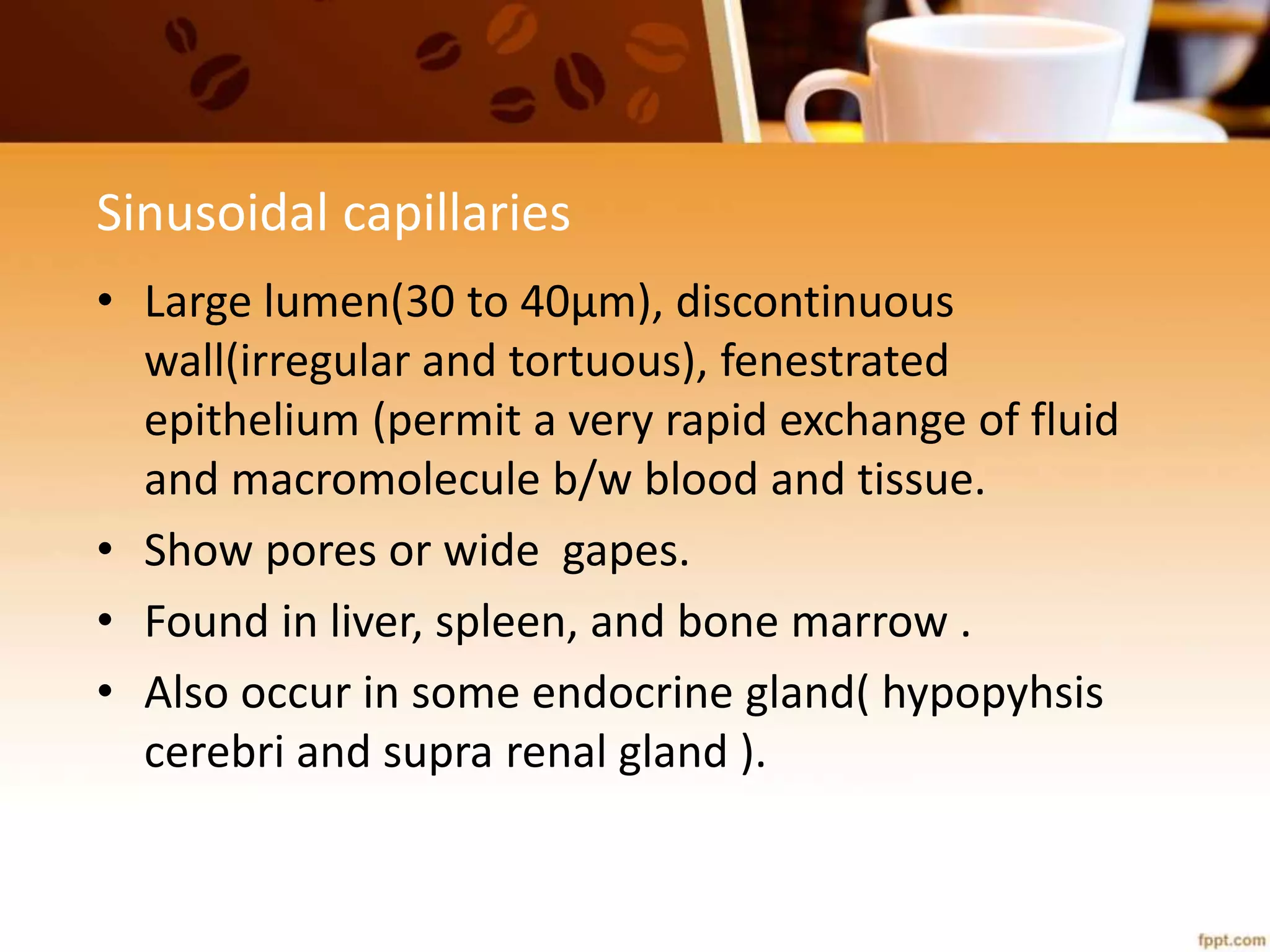 Blood vessels | PPTX