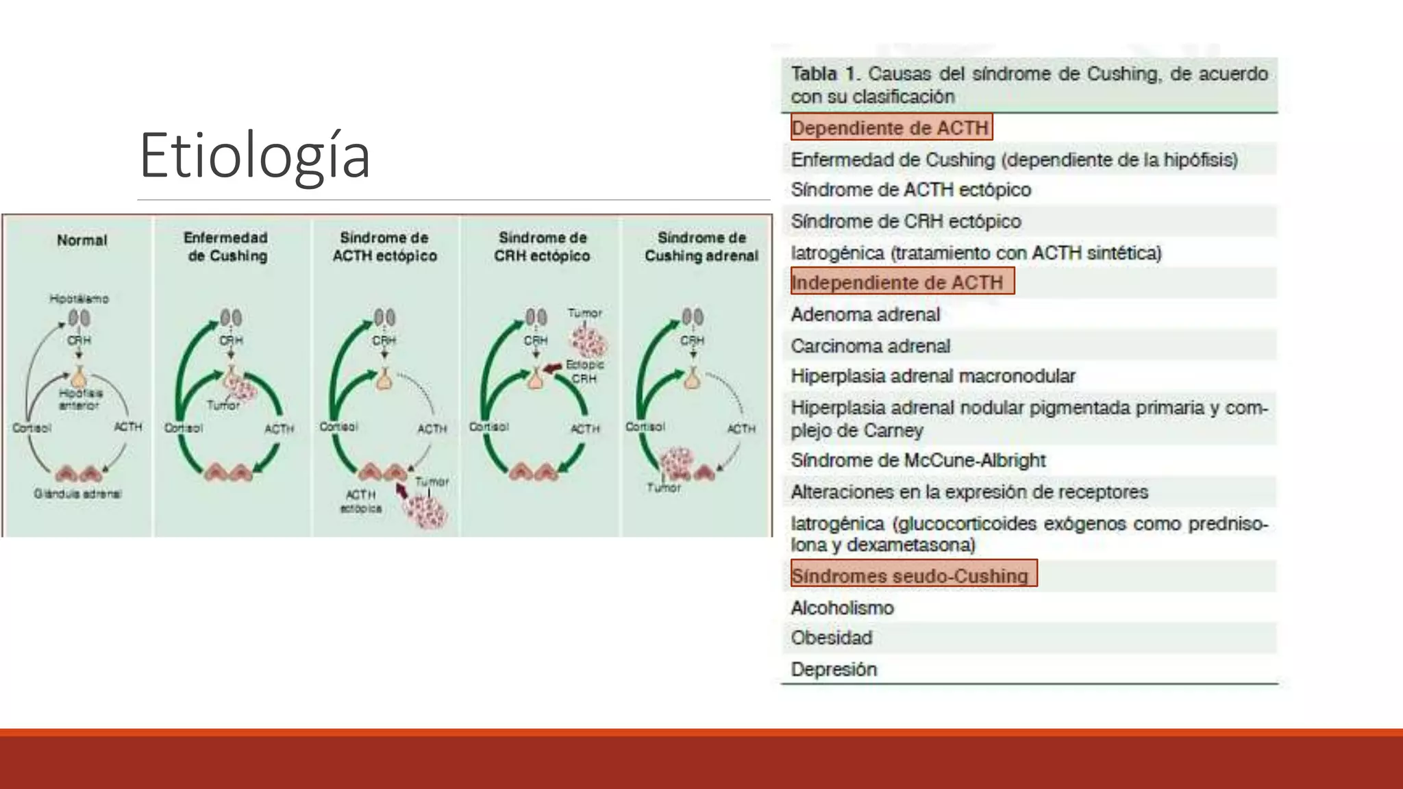 Enfermedad y Síndrome de Cushing | PPTX | Endocrine and Metabolic ...