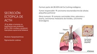 Enfermedad y Síndrome de Cushing | PPTX