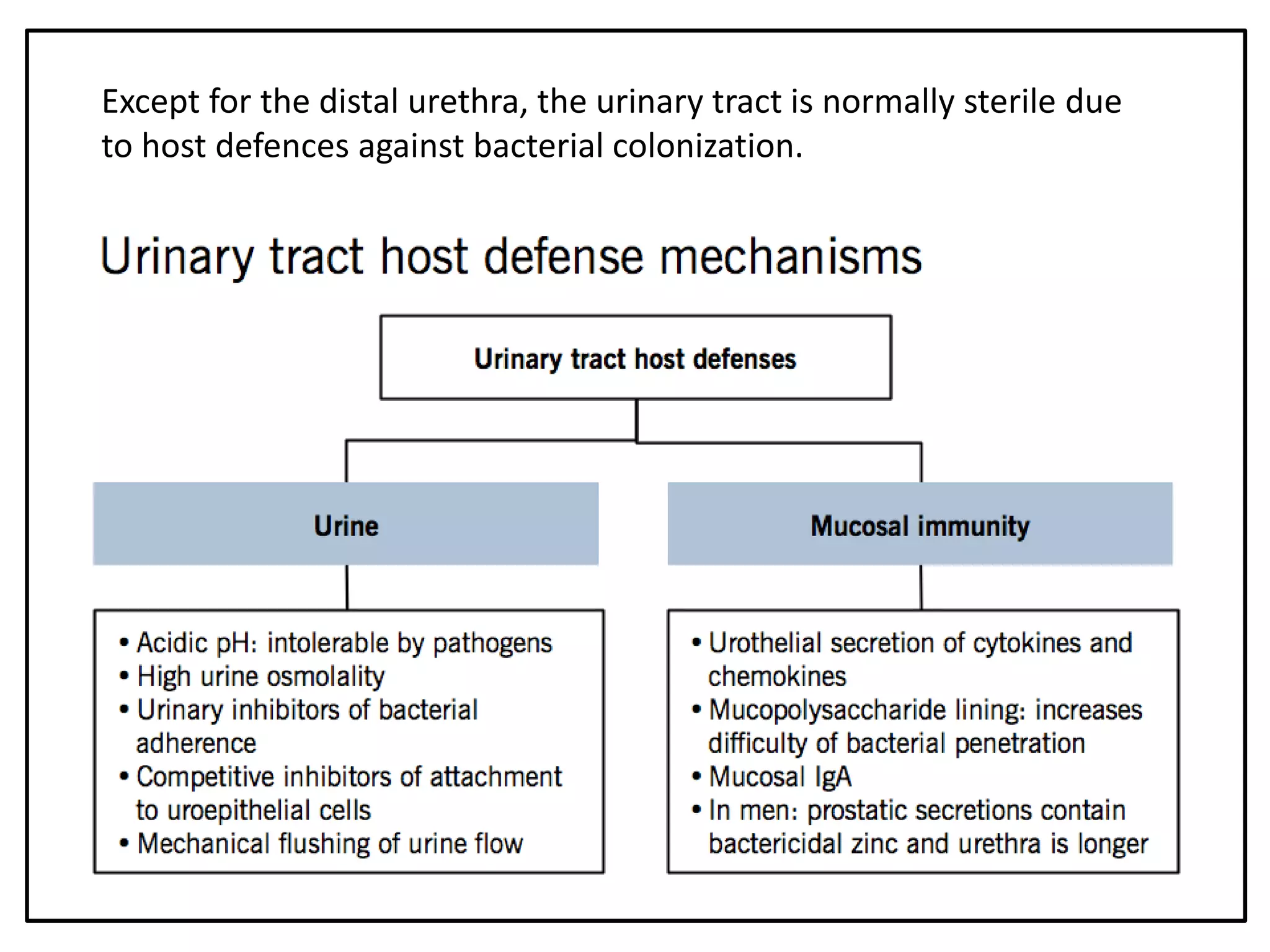 Urinary tract infections (UTI) & Renal vascular diseases | PPTX