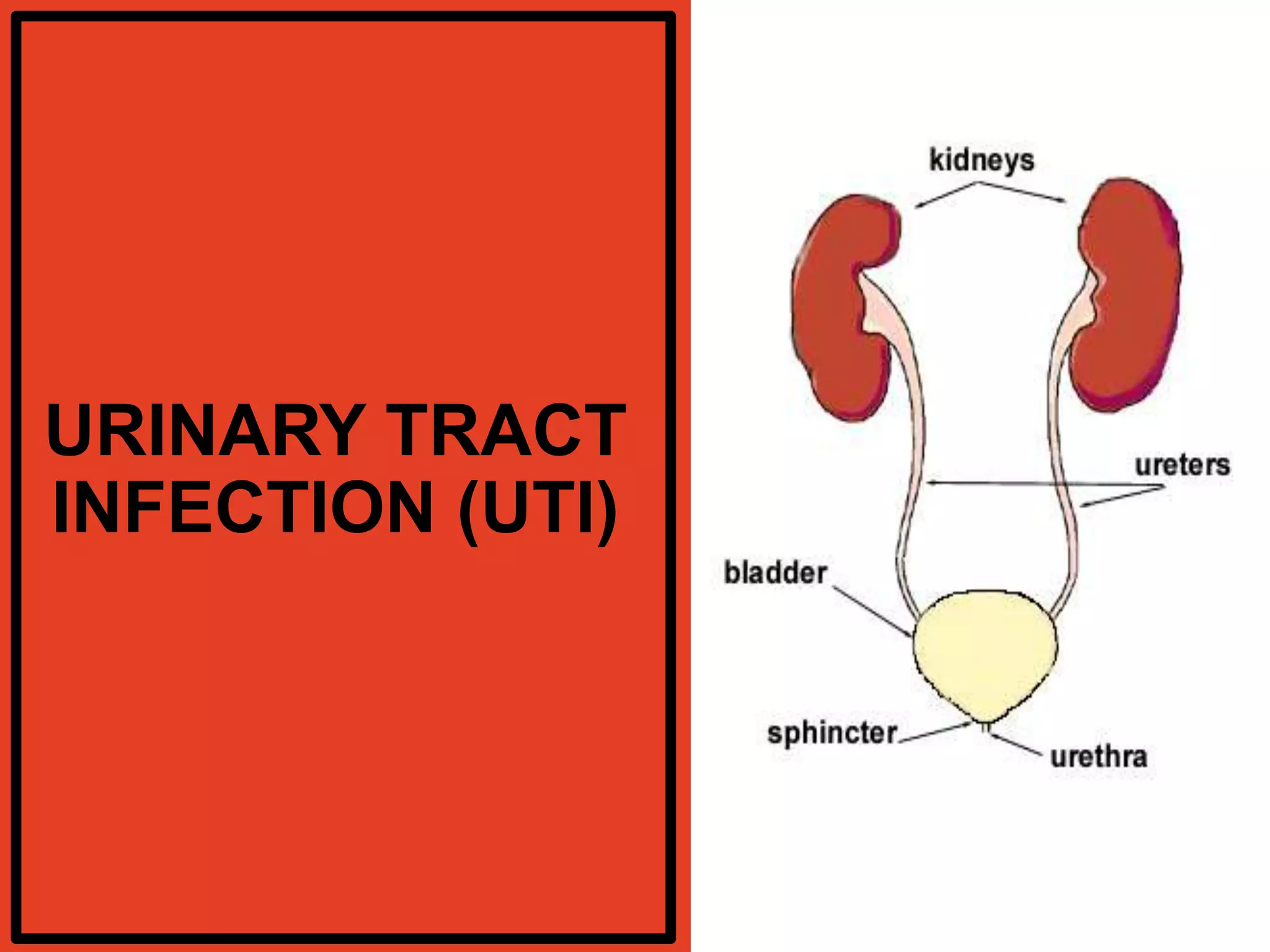 Urinary tract infections (UTI) & Renal vascular diseases | PPTX