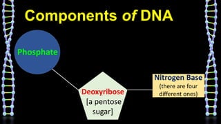 Introduction,Components, and Structure of DNA and RNA | PPTX