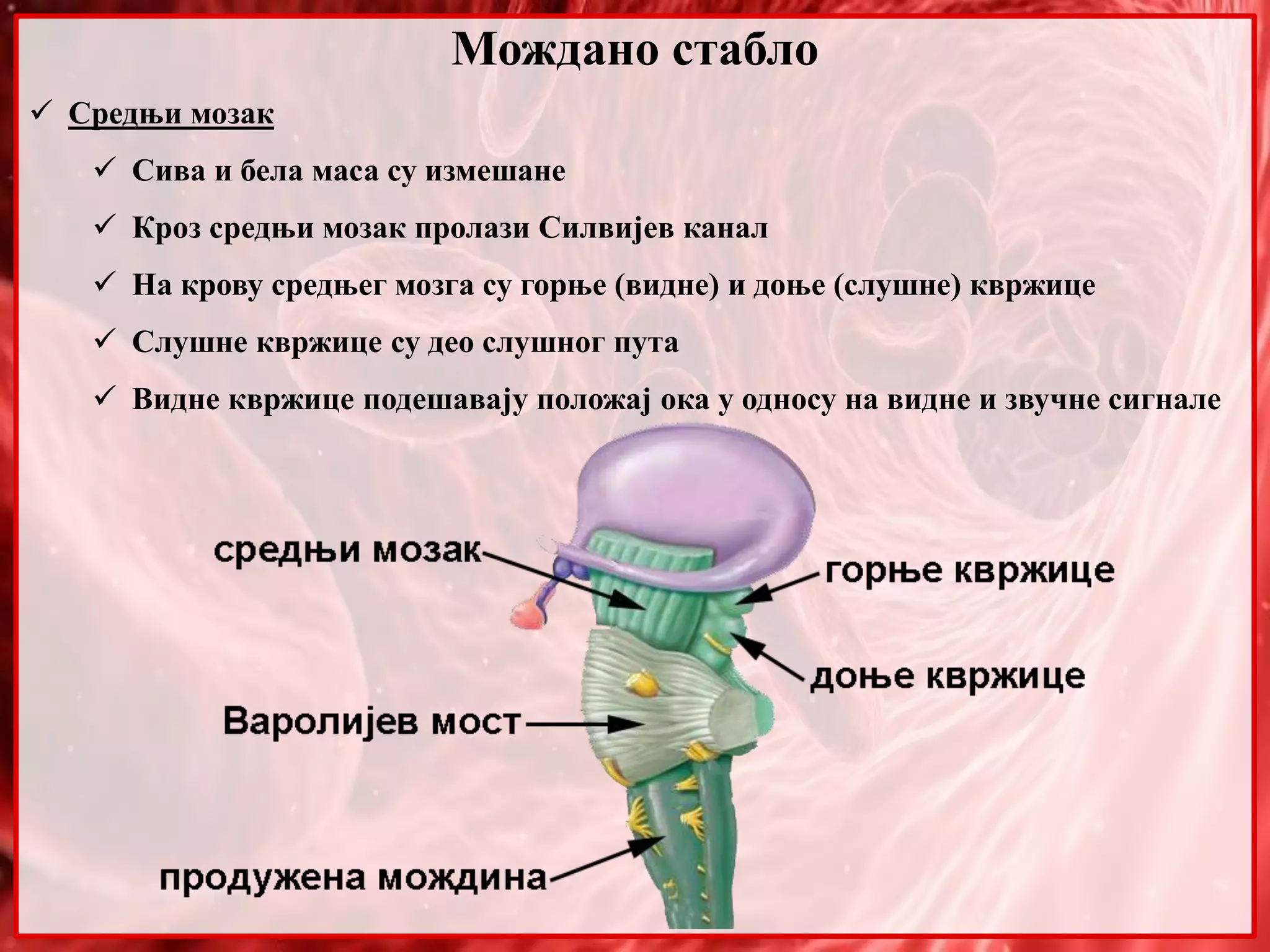 20. Mozdano stablo | PPTX