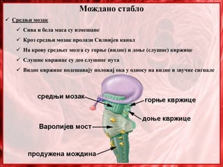 20. Mozdano stablo | PPTX