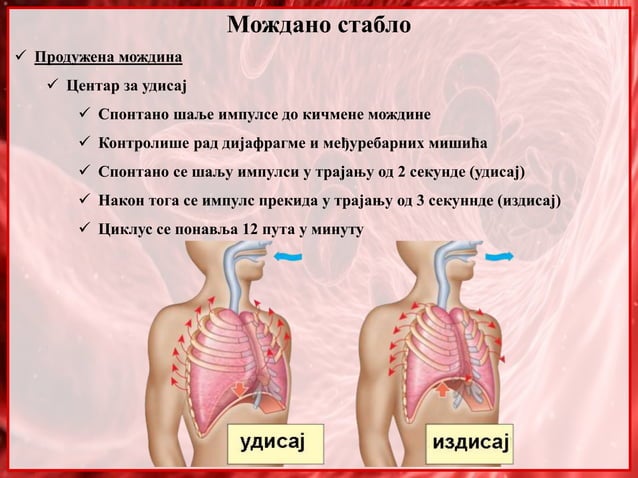 20. Mozdano stablo | PPT