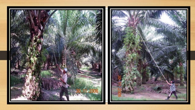 Safety Briefing For Workers in Oil Palm Plantation | PPTX
