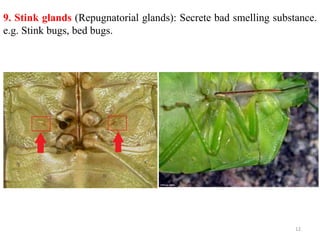 Glandular system | PPTX