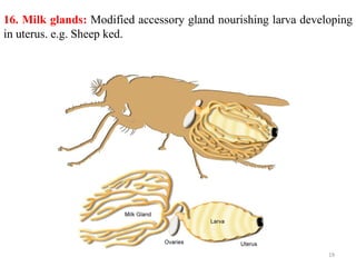 Glandular system | PPTX